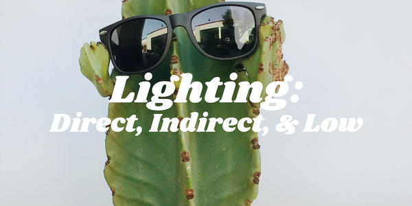 Lighting: Direct, Indirect, & Low - Riza Plants