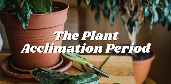 The Plant Acclimation Period - Riza Plants