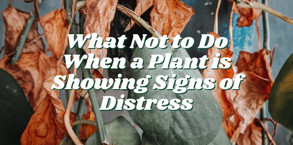 What Not to Do When a Plant is Showing Signs of Distress - Riza Plants