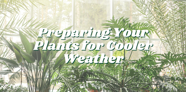 Preparing Your Plants for Cooler Weather - Riza Plants