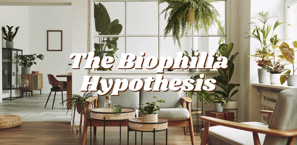 The Biophilia Hypothesis: Why Plants Belong in Your Home & Business ...