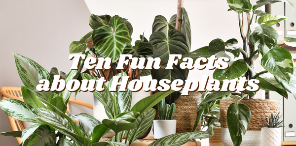 Ten Fun Facts About Houseplants - Riza Plants