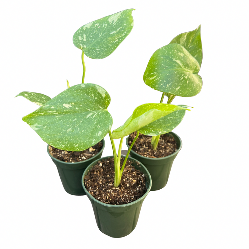 Products - Riza Plants